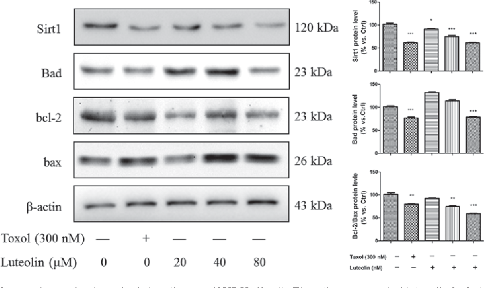 Figure 1 From Luteolin Exerts An Anticancer Effect On Nci H460 Human