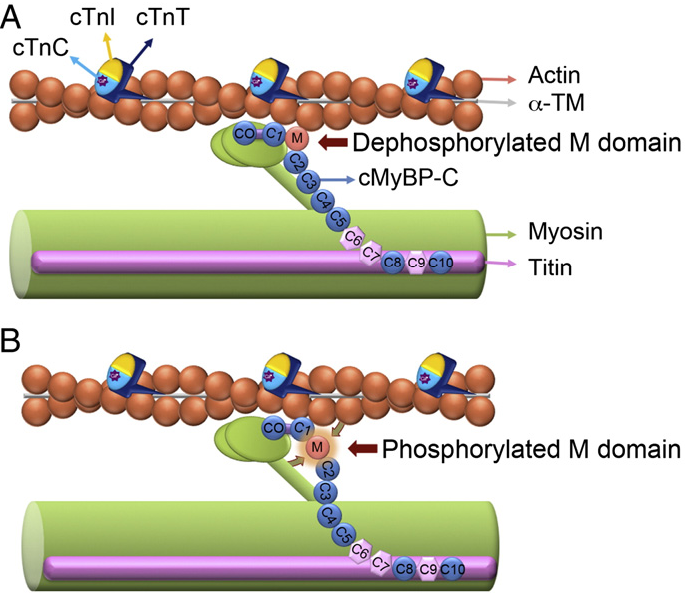 Phosphorylation And Function Of Cardiac Myosin Binding Protein C In