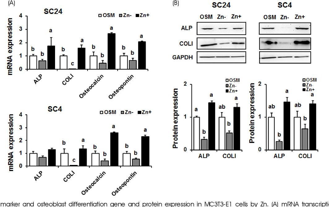 Pdf Zinc Upregulates Bone Specific Transcription Factor Runx2