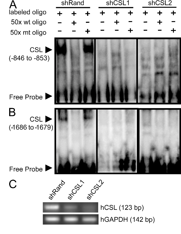 Figure 1 From Jagged1 Mediated Notch Activation Induces Epithelial To