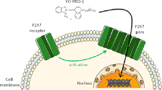 Figure 1 From A Fast And Reproducible Cell And 96 Well Plate Based