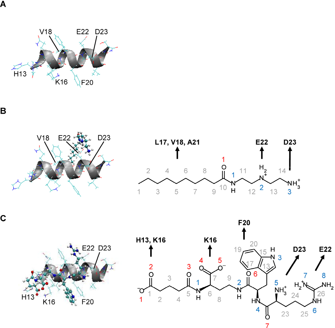 Figure 1 From Effects Of Ligands On Unfolding Of The Amyloid β Peptide