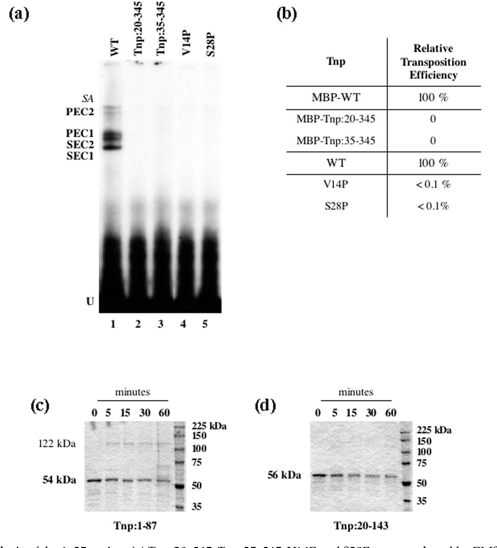 Figure 2 From Mariner Mos1 Transposase Dimerizes Prior To Itr Binding