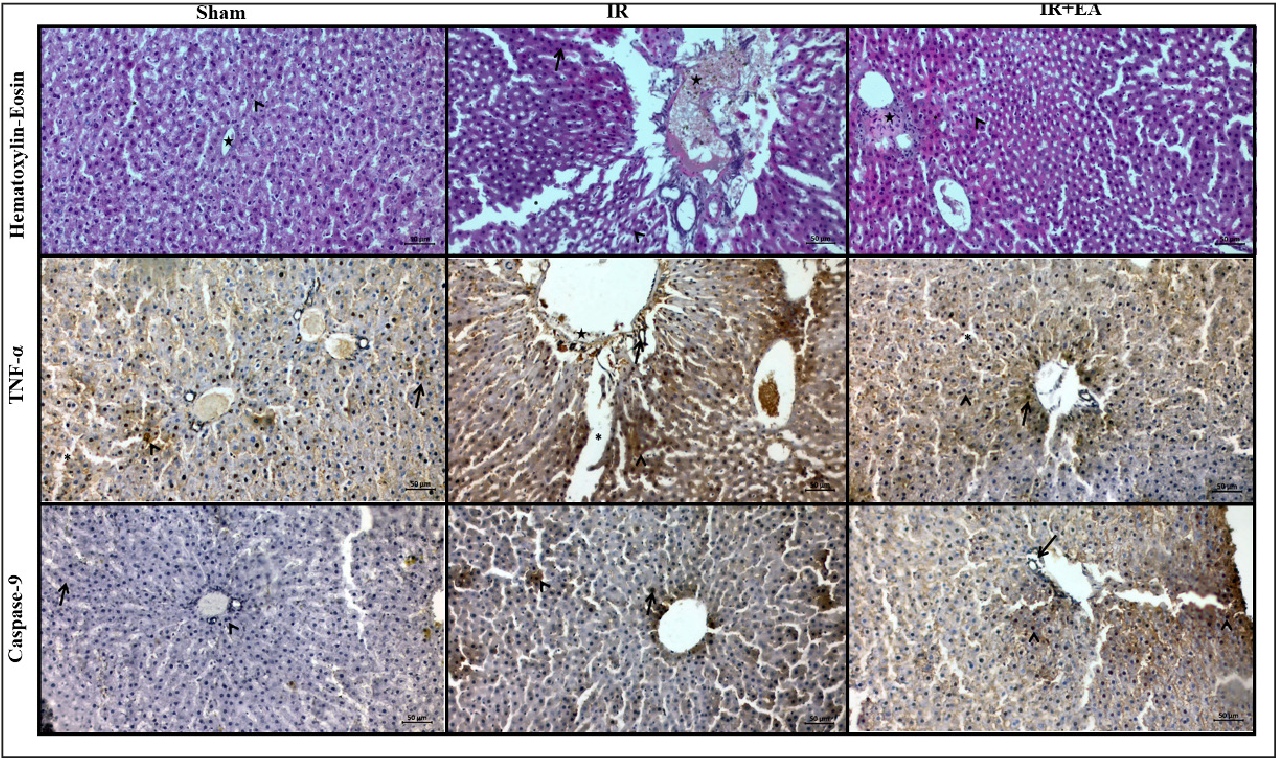 Figure 1 From Effect Of Ellagic Acid On Damage Caused By Hepatic