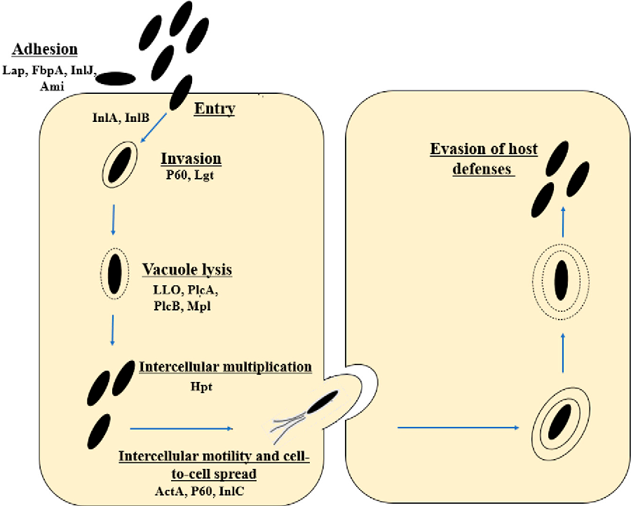 Table 1 From Genomic And Pathogenicity Islands Of Listeria