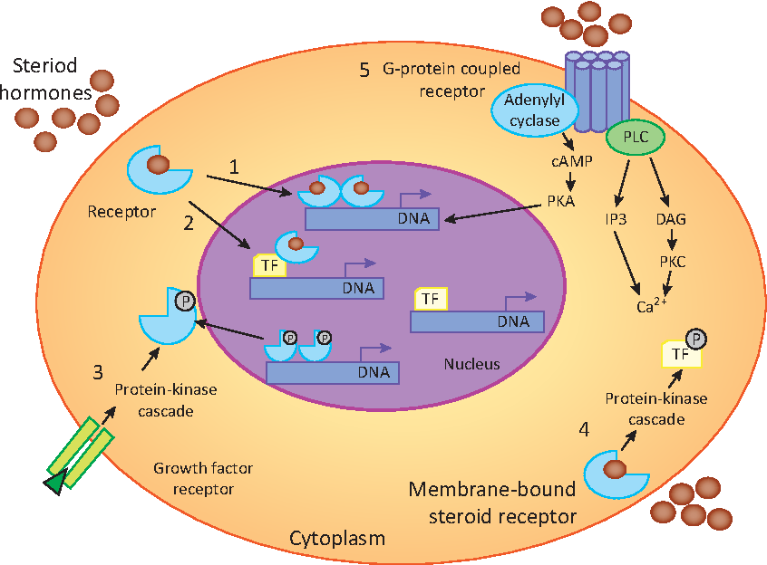 Figure 2 From Structural Variants Of Sex Steroid Hormone Receptors In