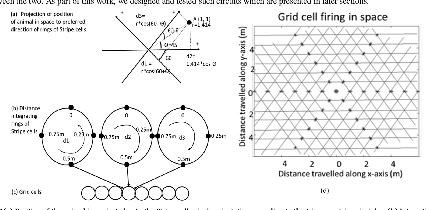 Pdf Neuromorphic Vlsi Realization Of The Hippocampal Formation