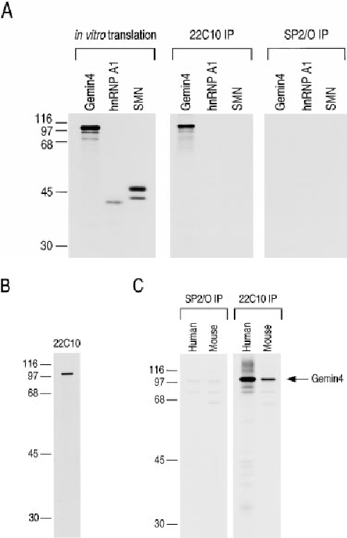 Figure 1 From Gemin4 A Novel Component Of The Smn Complex That Is