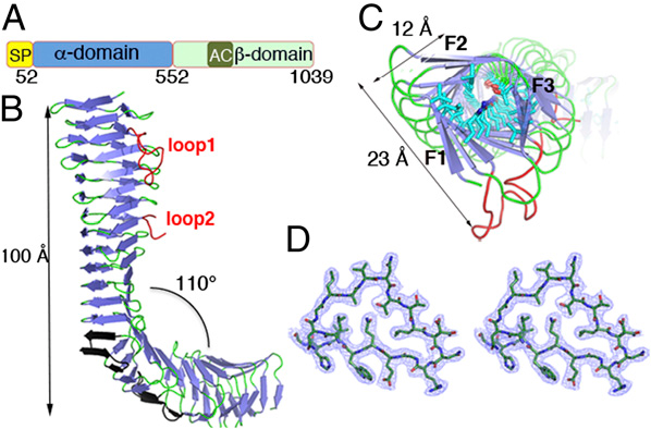 Pdf The Antigen 43 Structure Reveals A Molecular Velcro Like