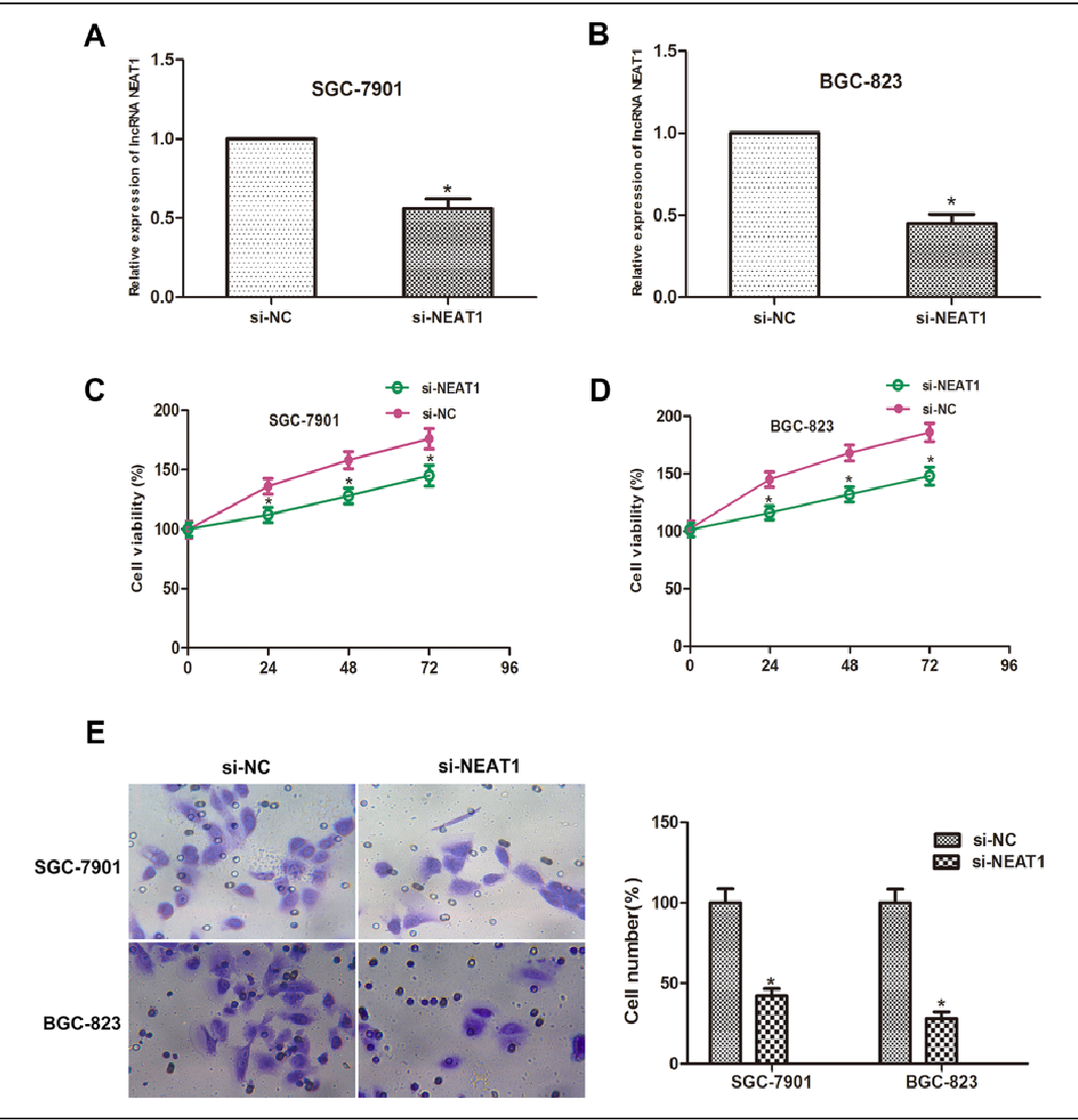 Figure 2 From The Long Non Coding Rna Neat1 Promotes Gastric Cancer