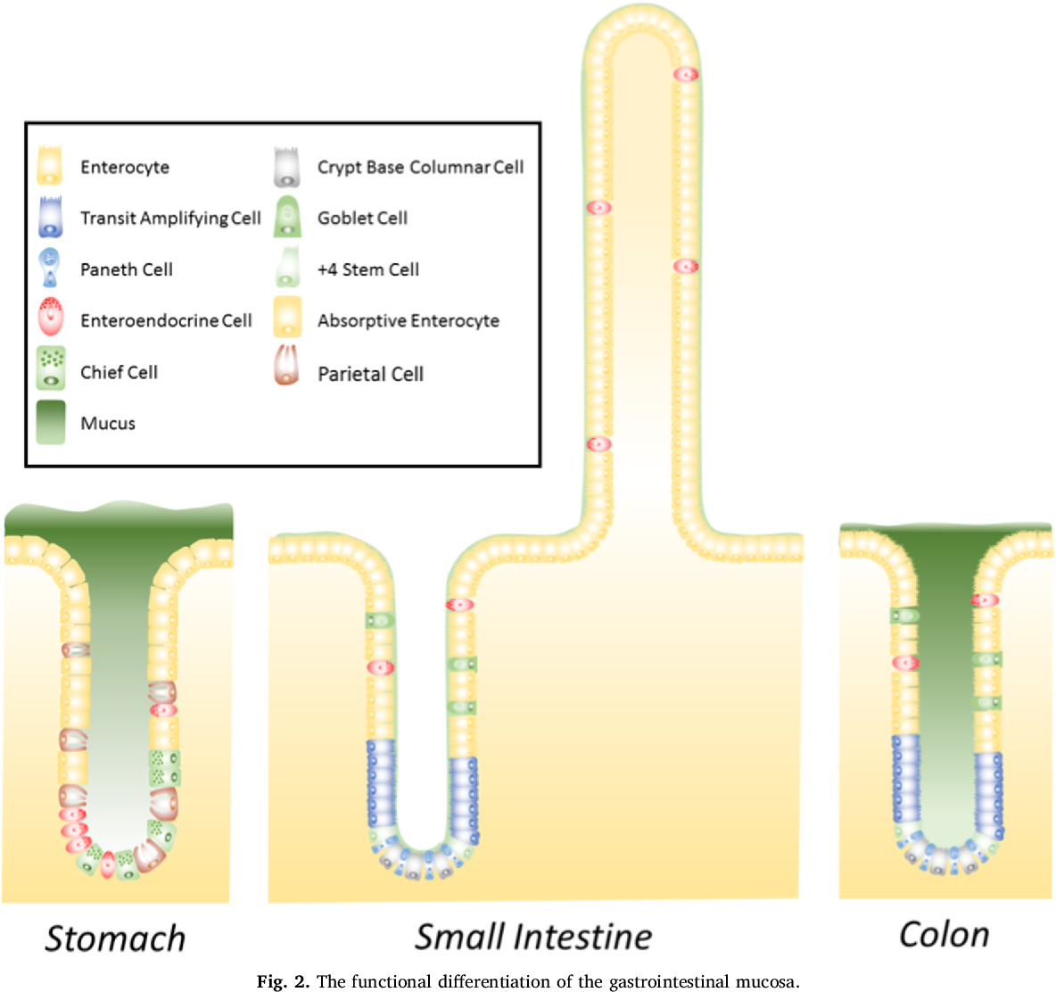 Figure 1 From Impact Of Regional Differences Along The Gastrointestinal