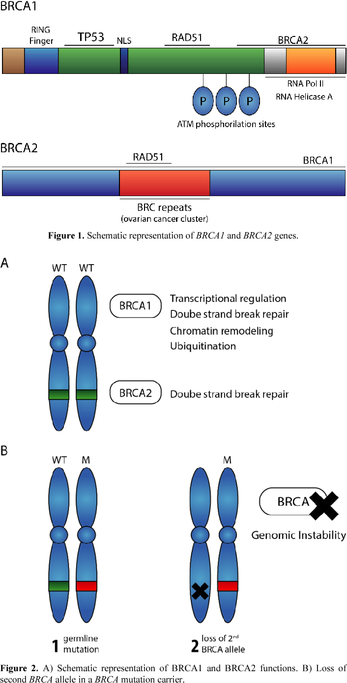 Pdf Brca1 And Brca2 Mutations And Treatment Strategies For Breast