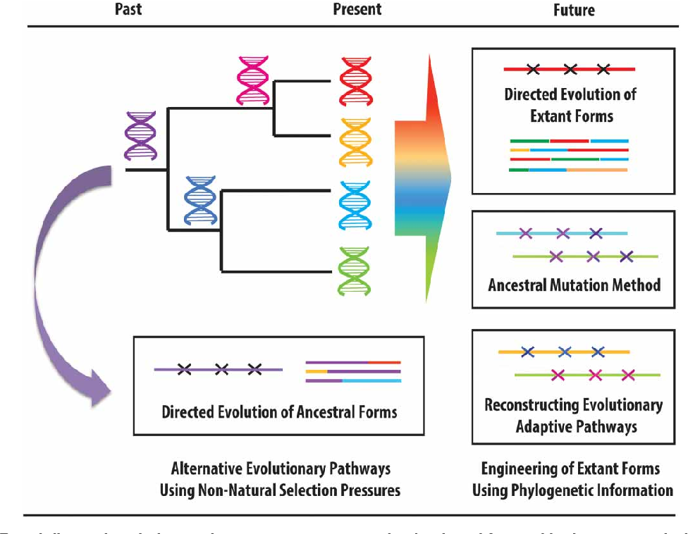 Exploring The Past And The Future Of Protein Evolution With Ancestral