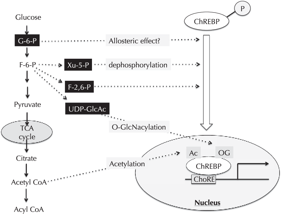 Figure 2 From The Transcription Factor Carbohydrate Response Element