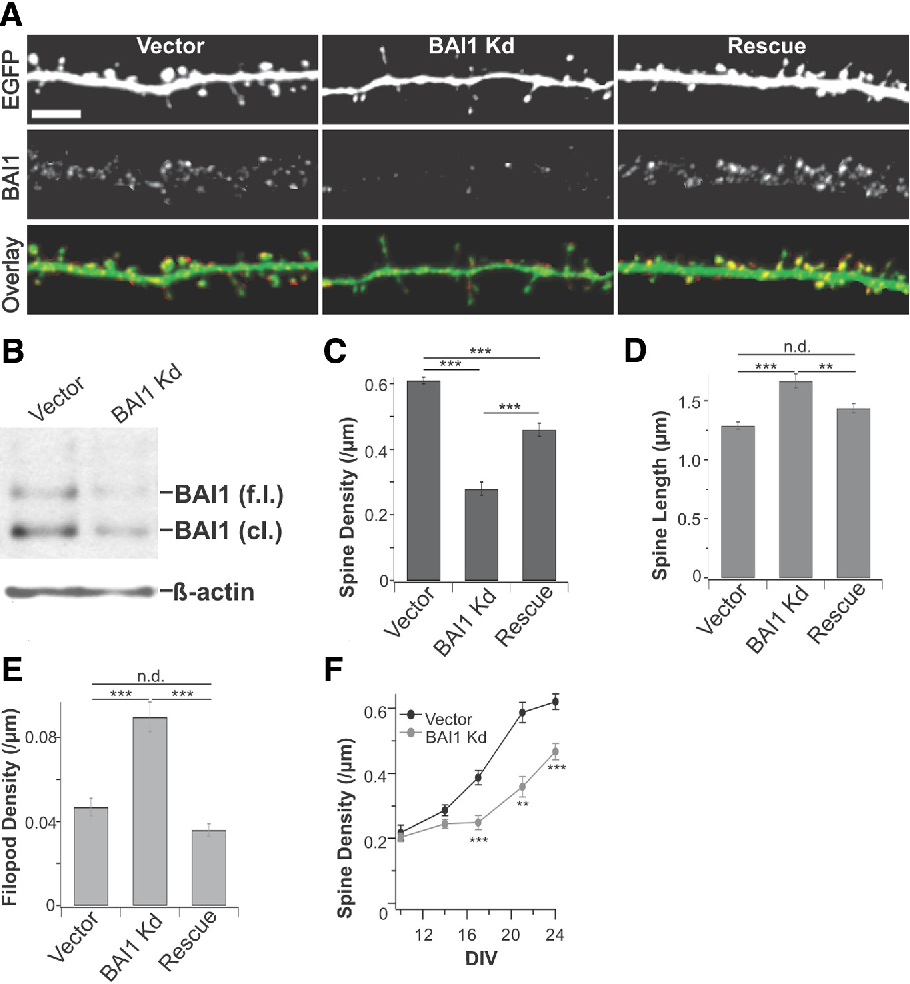 Figure 2 From The Adhesion Gpcr Bai1 Regulates Synaptogenesis By