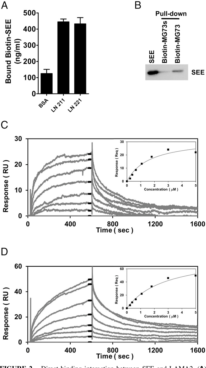 Figure 1 From Staphylococcal Superantigens Use Lama2 As A Coreceptor To