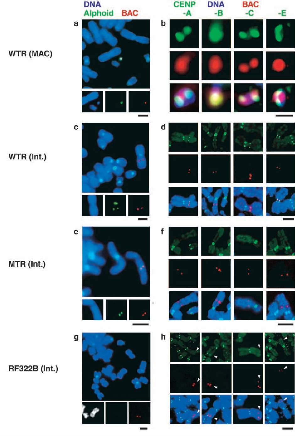 Pdf Cenp B Box Is Required For De Novo Centromere Chromatin Assembly