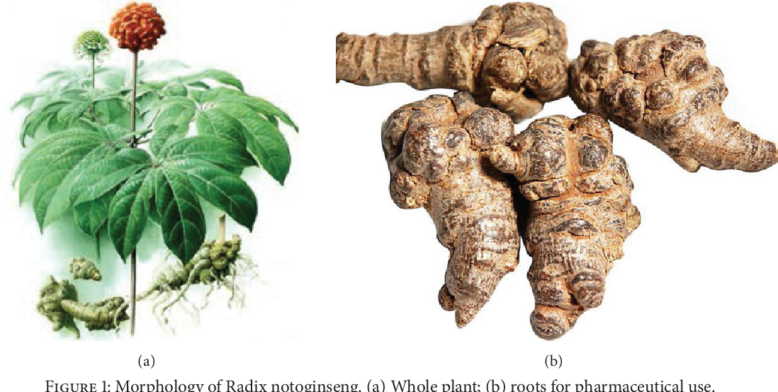 Figure 1 From Protective Effects Of Panax Notoginseng Saponins On