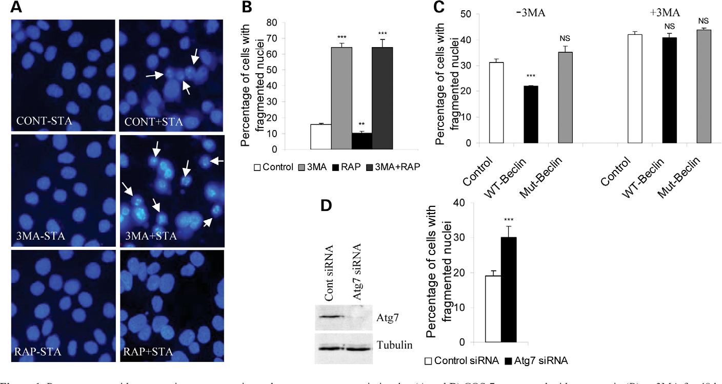 Figure 1 From Rapamycin Pre Treatment Protects Against Apoptosis