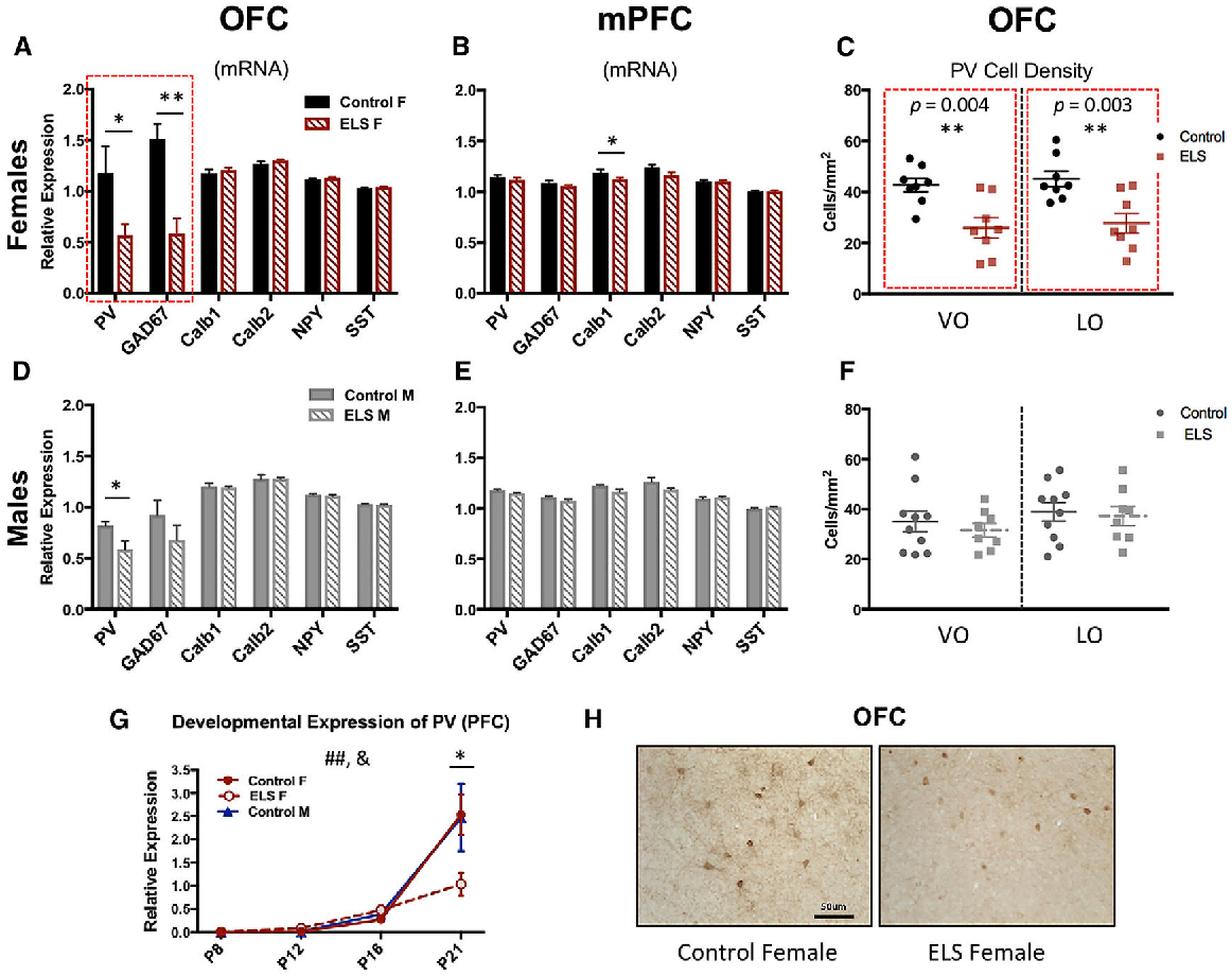 Early Life Stress Drives Sex Selective Impairment In Reversal Learning