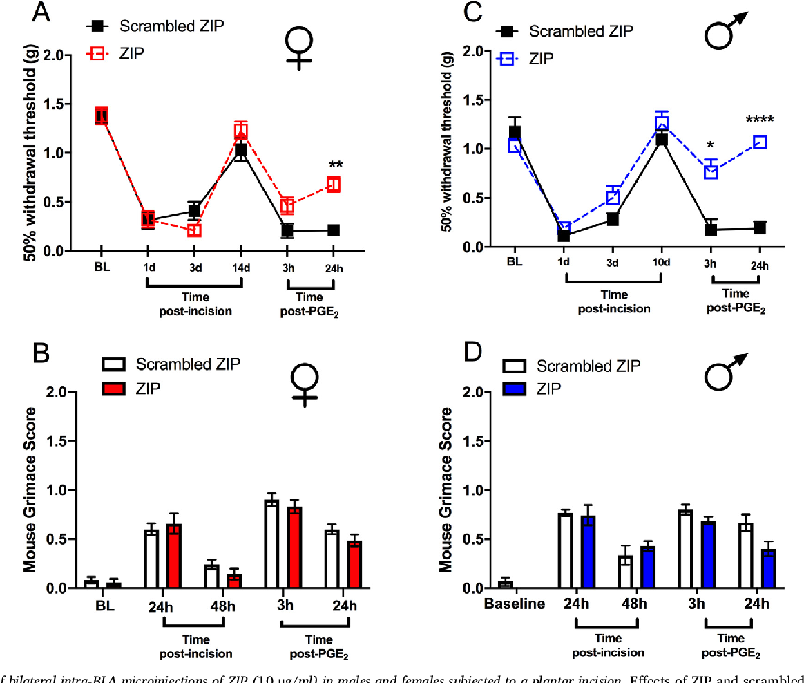 Figure 1 From Sex Differences In The Role Of Atypical Pkc Within The