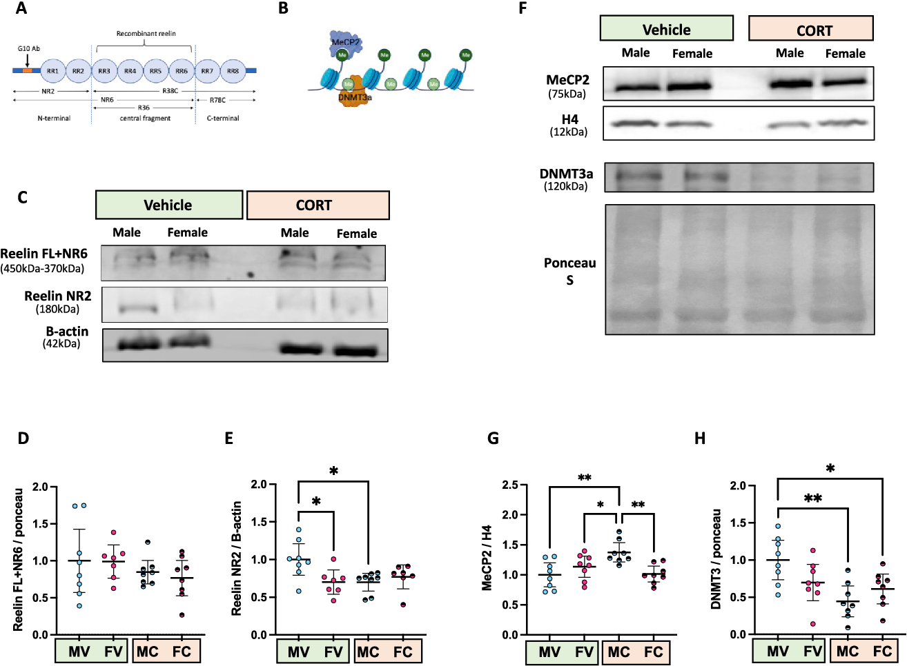 Figure 1 From Chronic Corticosterone Exposure In Rats Induces Sex