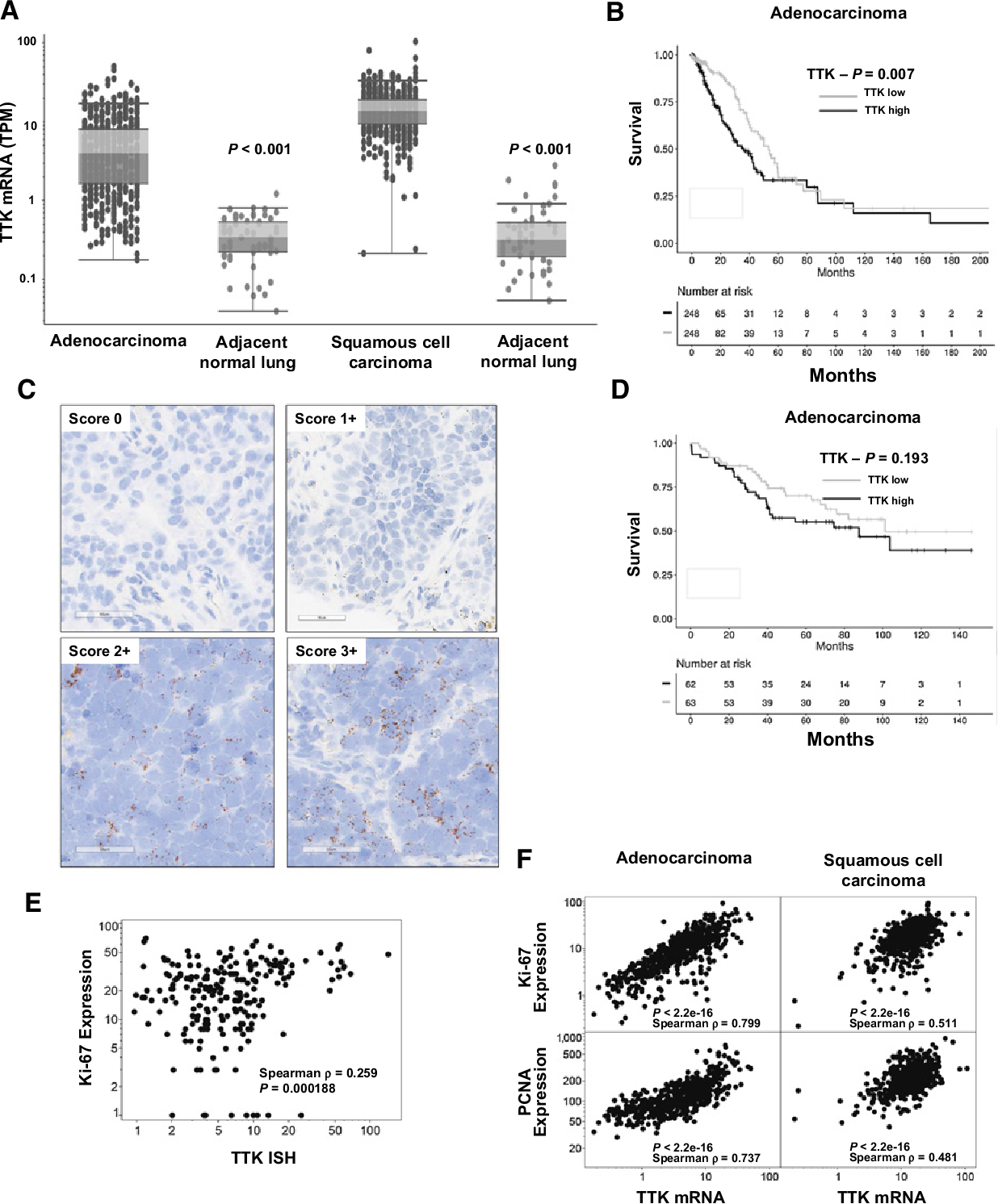 Threonine Tyrosine Kinase Inhibitor Cfi 402257 Semantic Scholar