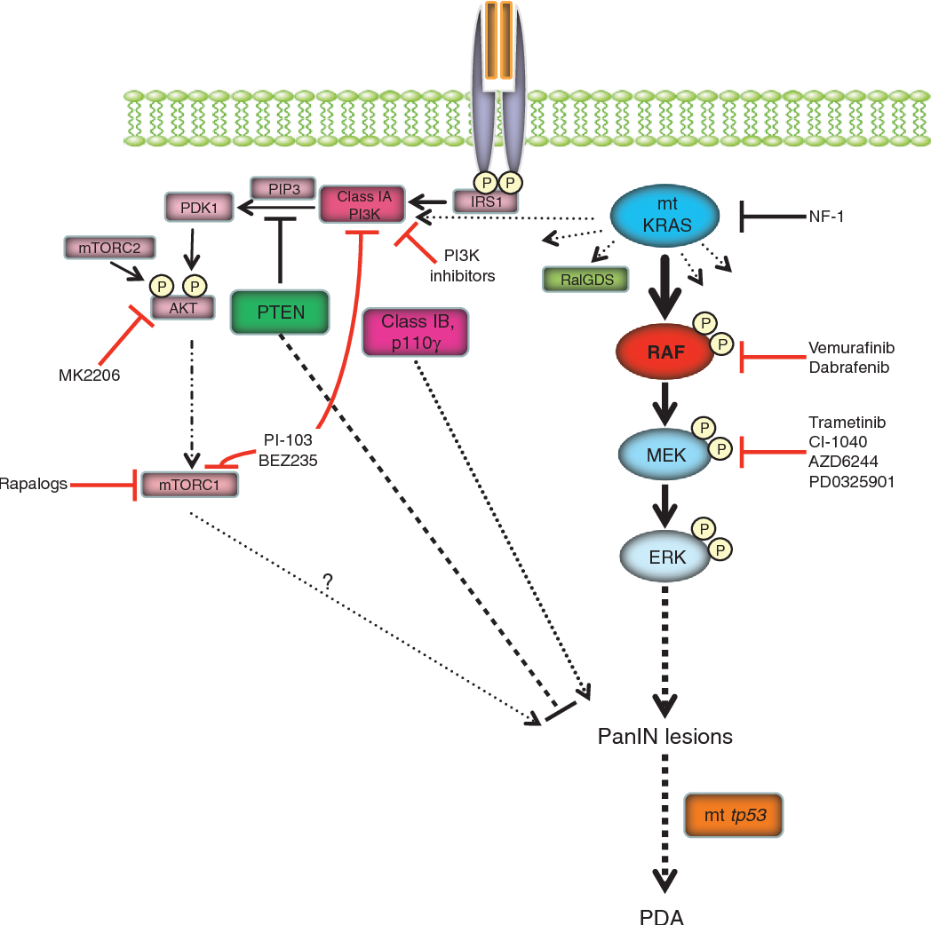 Pdf Rafmek Dependence Of Kras Mutant Pancreatic Ductal