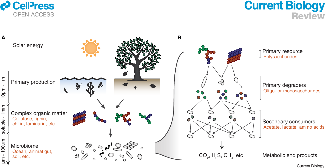 Figure 1 From Trophic Interactions And The Drivers Of Microbial