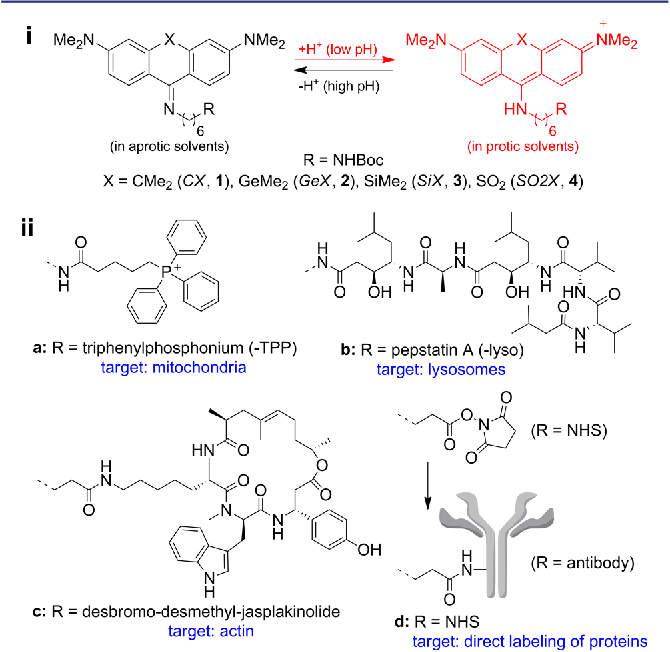 Cell Permeant Large Stokes Shift Dyes For Transfection Free Multicolor