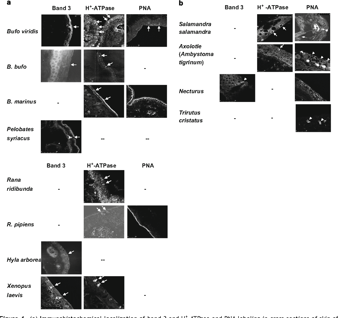 Figure 1 From Mitochondria Rich Cells In Amphibian Skin Epithelium