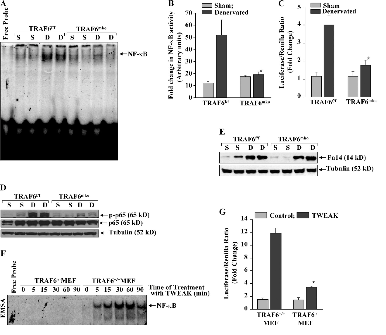 Figure 1 From Targeted Ablation Of Traf6 Inhibits Skeletal Muscle