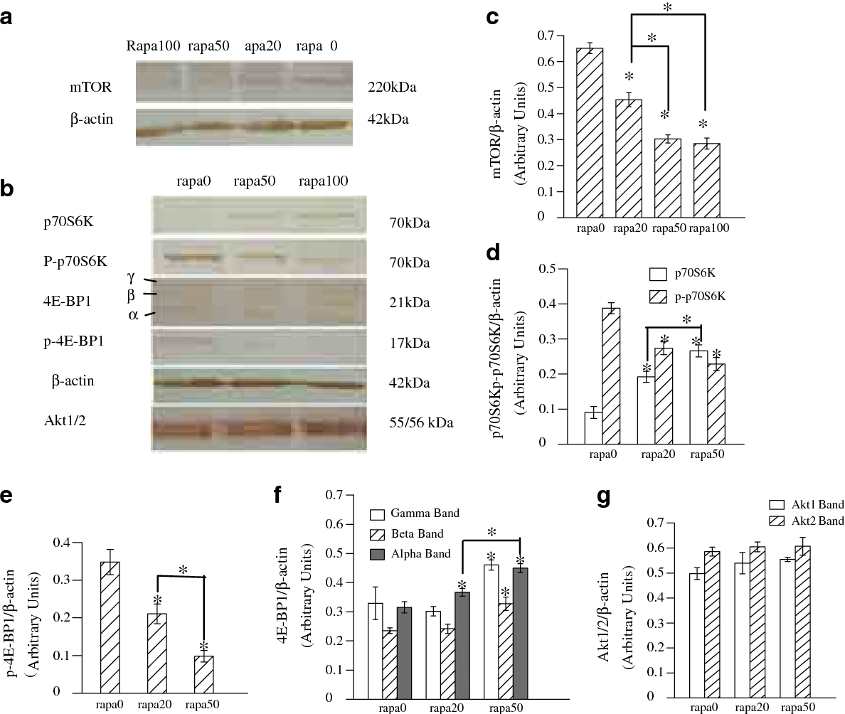 Figure 3 From An Activated Mtorp70s6k Signaling Pathway In Esophageal