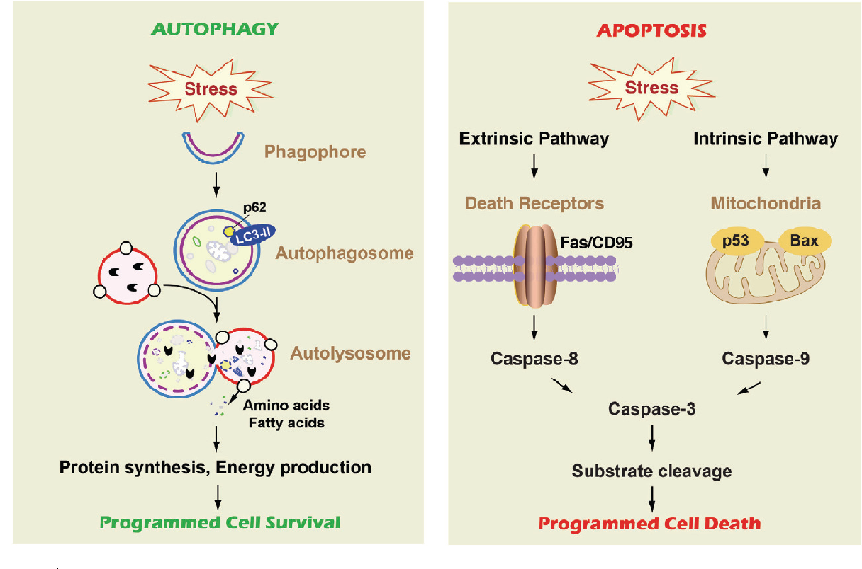 Figure 4 From Autophagy In Pancreatic Cancer Pathogenesis And Treatment