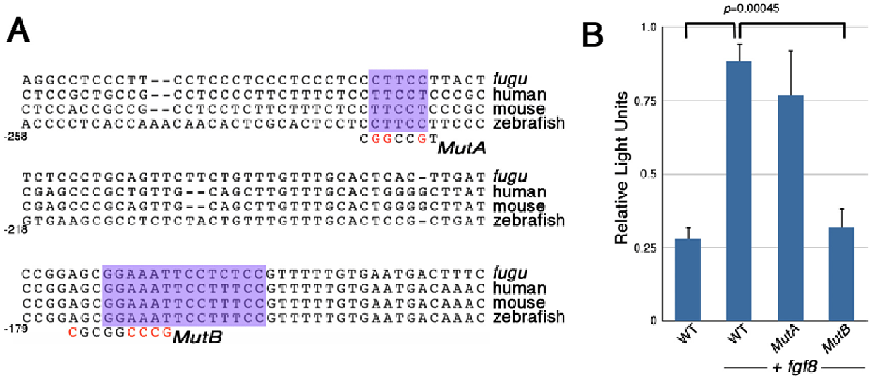 Pdf Overlapping Functions Of Pea3 Ets Transcription Factors In Fgf