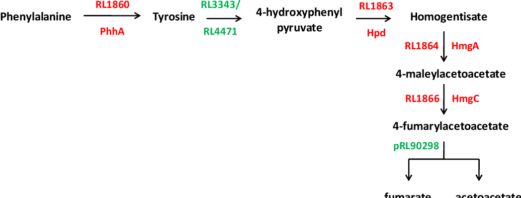 Figure 13 From Microarray Analysis Of Rhizobium Leguminosarum Bv