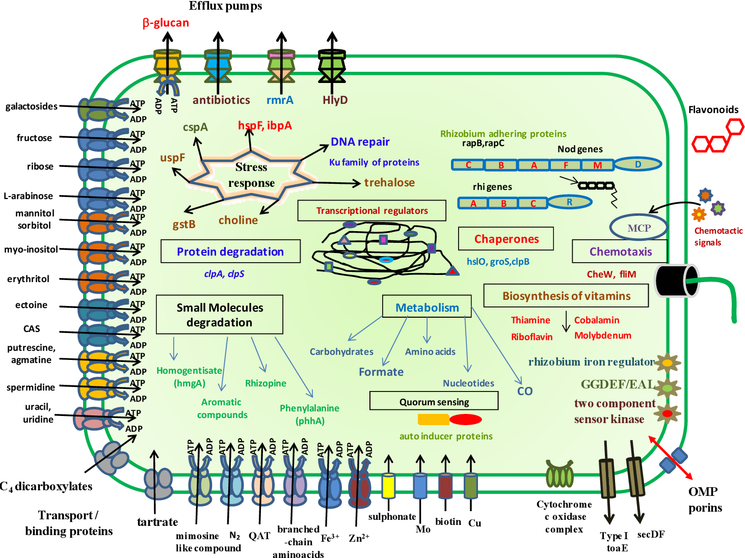 Figure 13 From Microarray Analysis Of Rhizobium Leguminosarum Bv