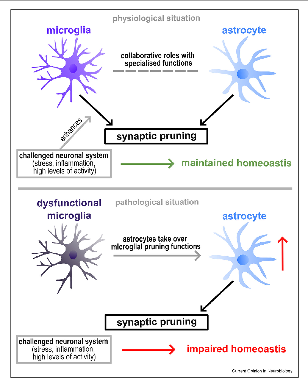 Microglia Mediated Synaptic Pruning As A Key Deficit In