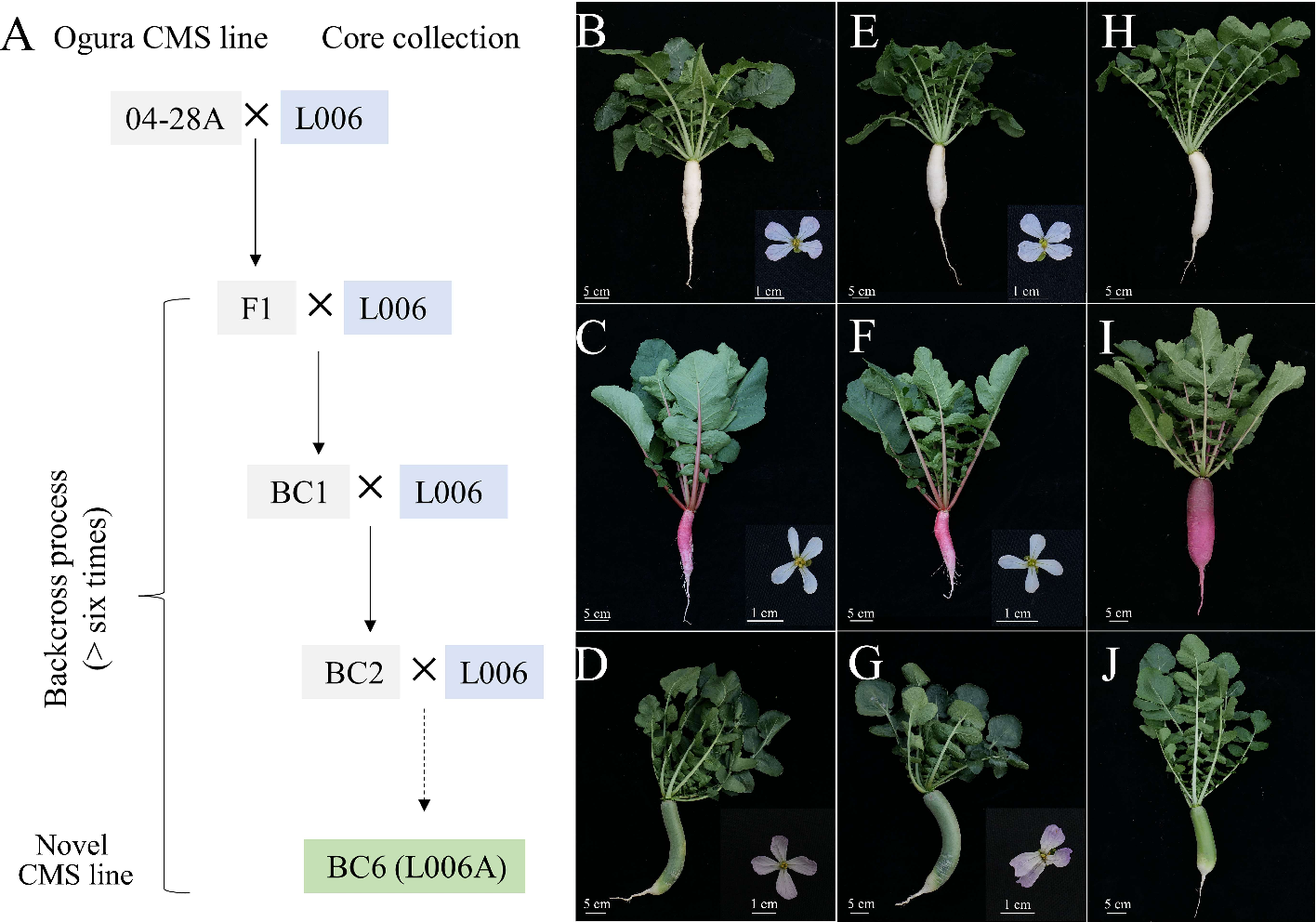 Pdf Genetic Diversity Analysis And Core Germplasm Collection