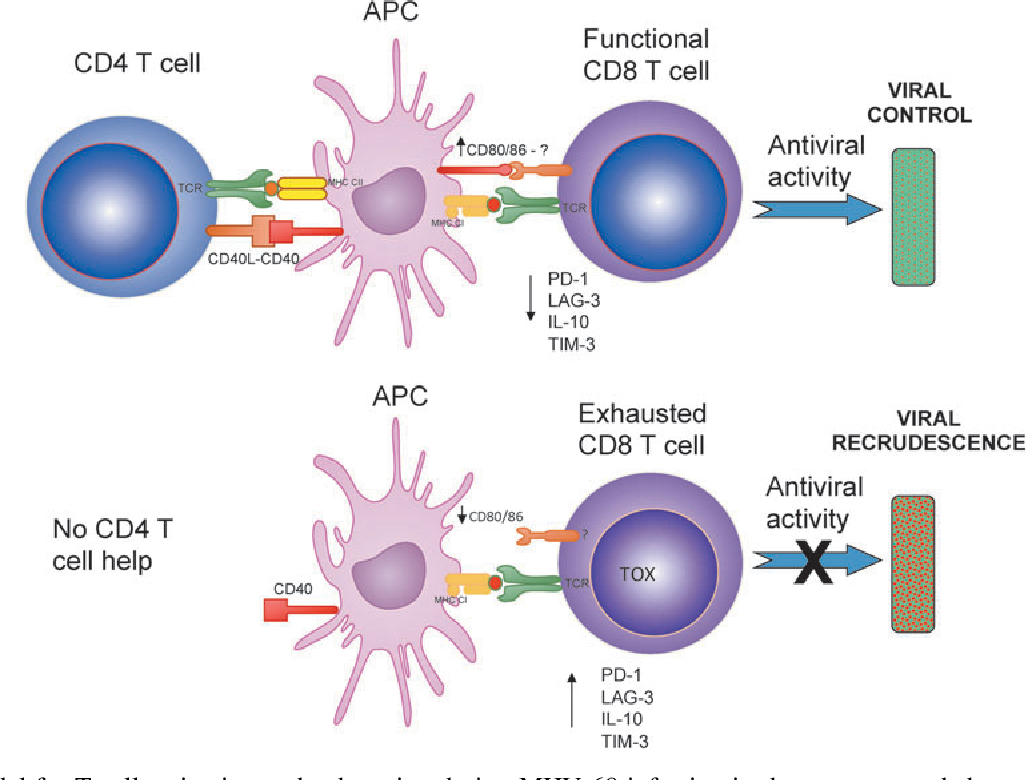 Figure 5 From Insights Into Cd8 T Cell Activation And Exhaustion From A