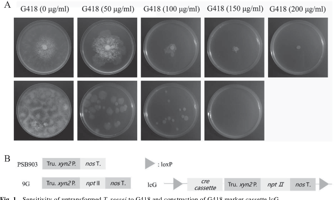 Table 1 From An Efficient Shortened Genetic Transformation Strategy For