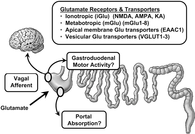 Figure 1 From Metabolic Fate And Function Of Dietary Glutamate In The