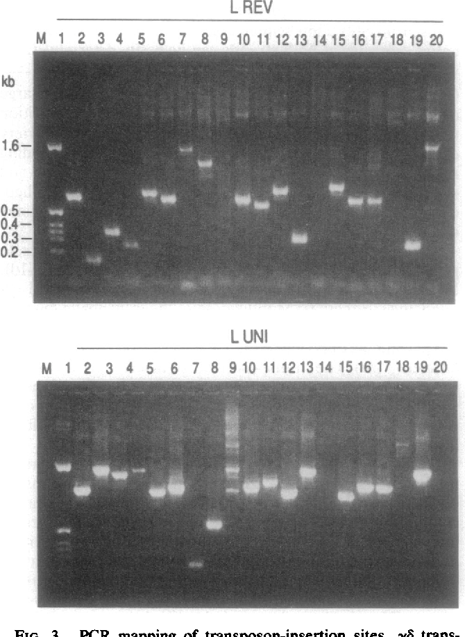 Pdf Transposon Facilitated Dna Sequencing Semantic Scholar