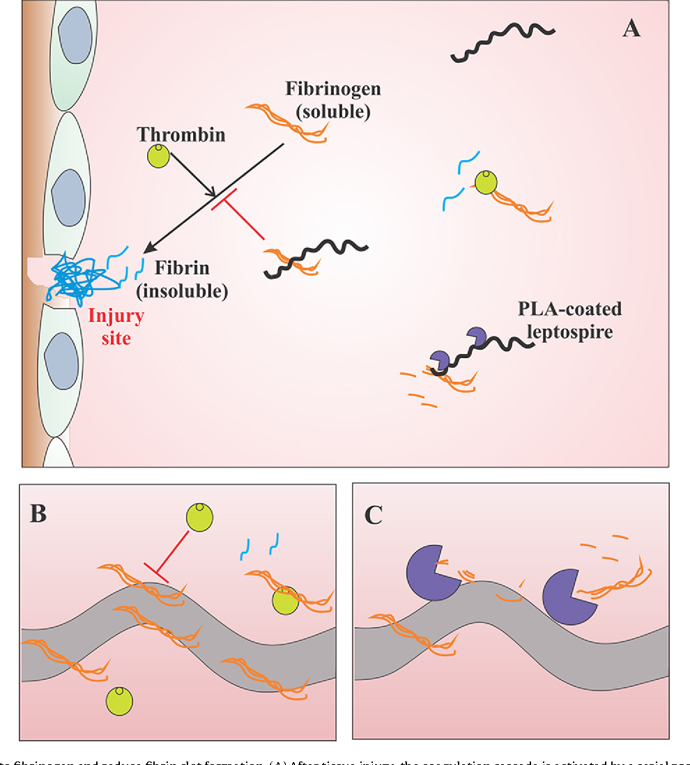 Figure 2 From Leptospira Spp Novel Insights Into Host Pathogen