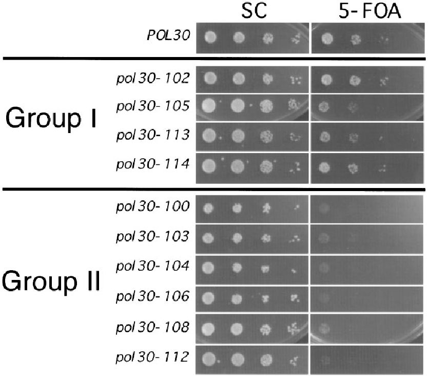 Figure 1 From The Rad52 Recombinational Repair Pathway Is Essential In