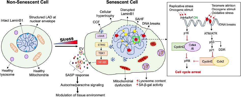 Figure 1 From Senescence A Double Edged Sword In Beta Cell Health And