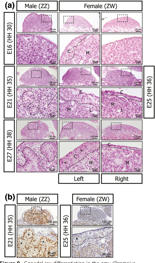 Table 1 From Sex Reversal And Comparative Data Undermine The W