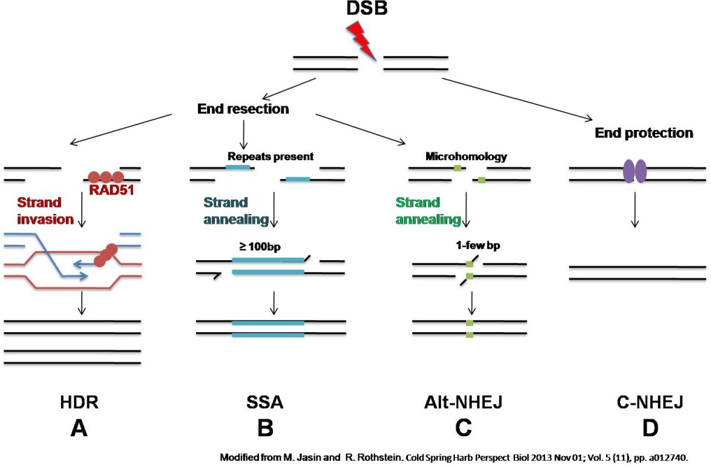 Dna Double Strand Break Repair In Mammalian Cells Semantic Scholar