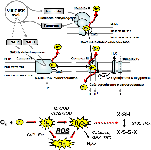 Figure 2 From Mitochondrial Superoxide Anion O2 Inducible Mev 1