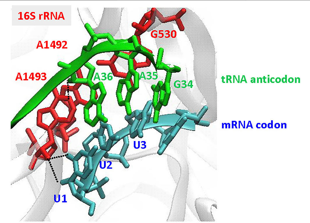 Genetic Code Engineering By Natural And Unnatural Base Pair Systems For